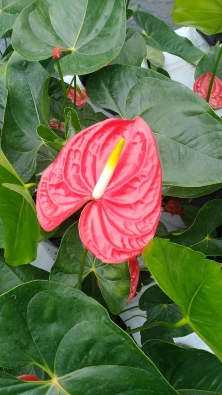 Anthurium Flower Stems - Malaysian